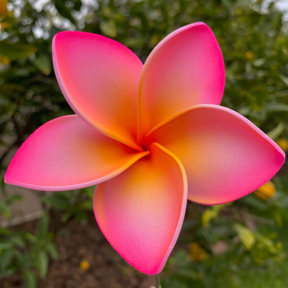 Island Aesthetica Polynesian Accessories Sei Flowers