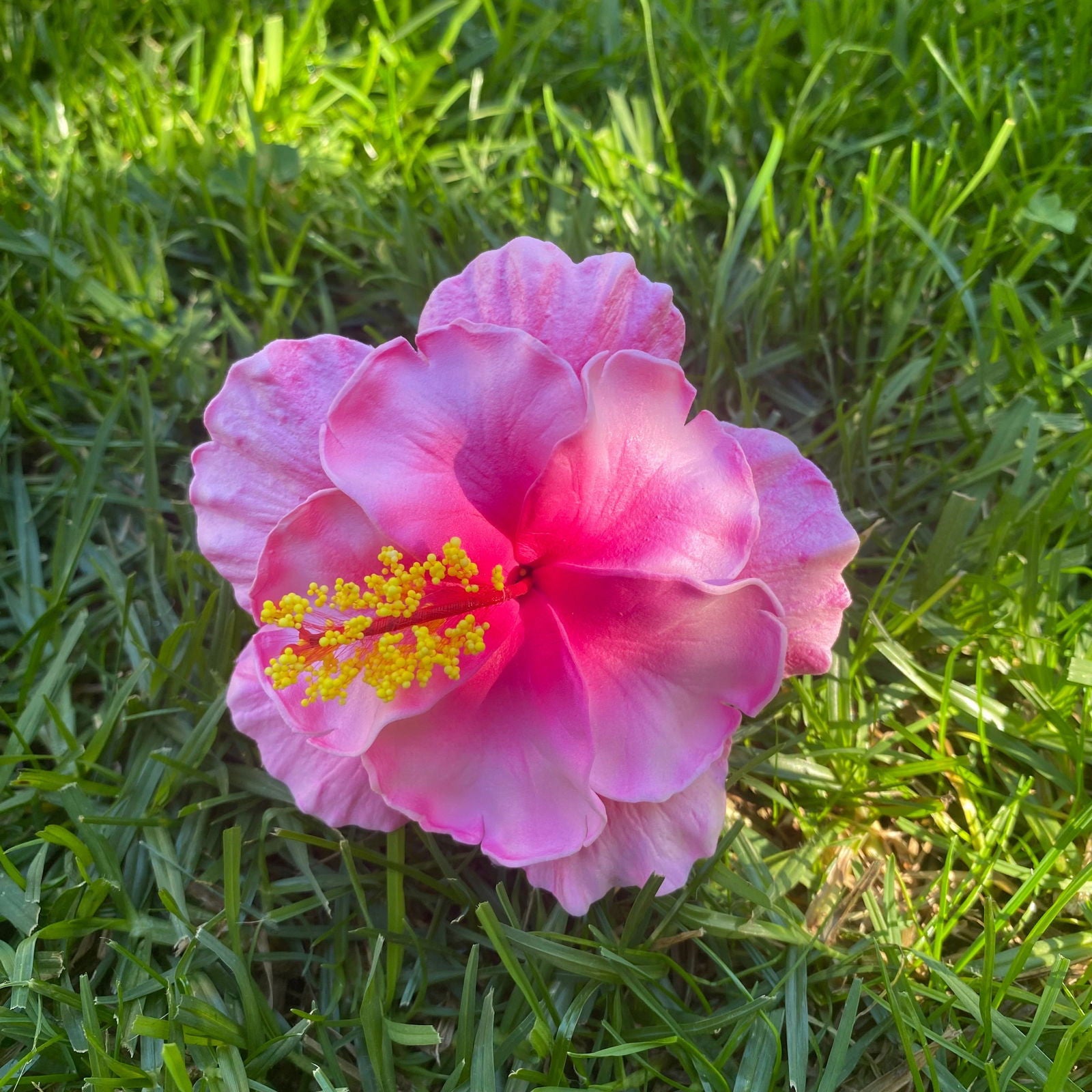 Arieta Double Hibiscus Sei Hair Flowers 8.5cm Aute Pasifika – Island ...