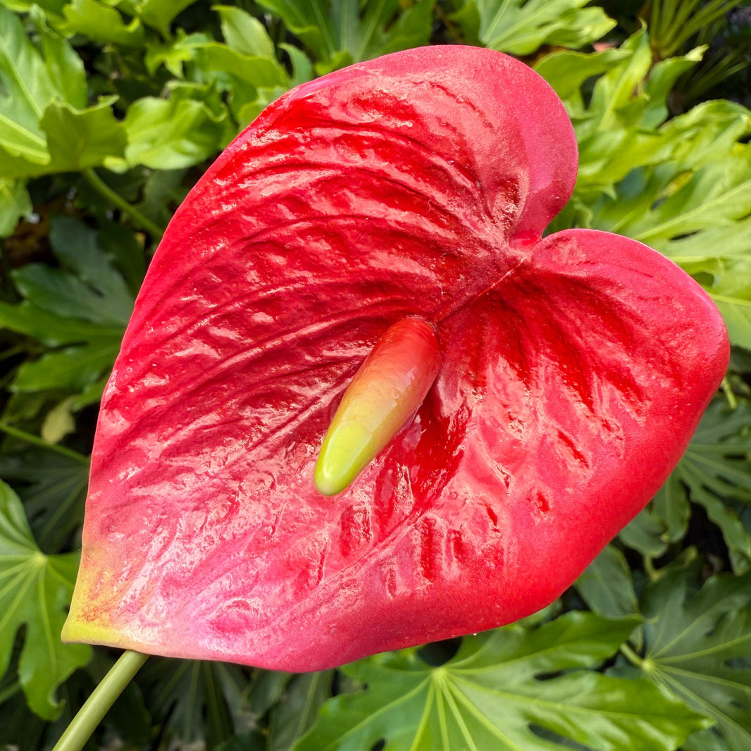 Island Aesthetica Polynesian Accessories Sei Flowers