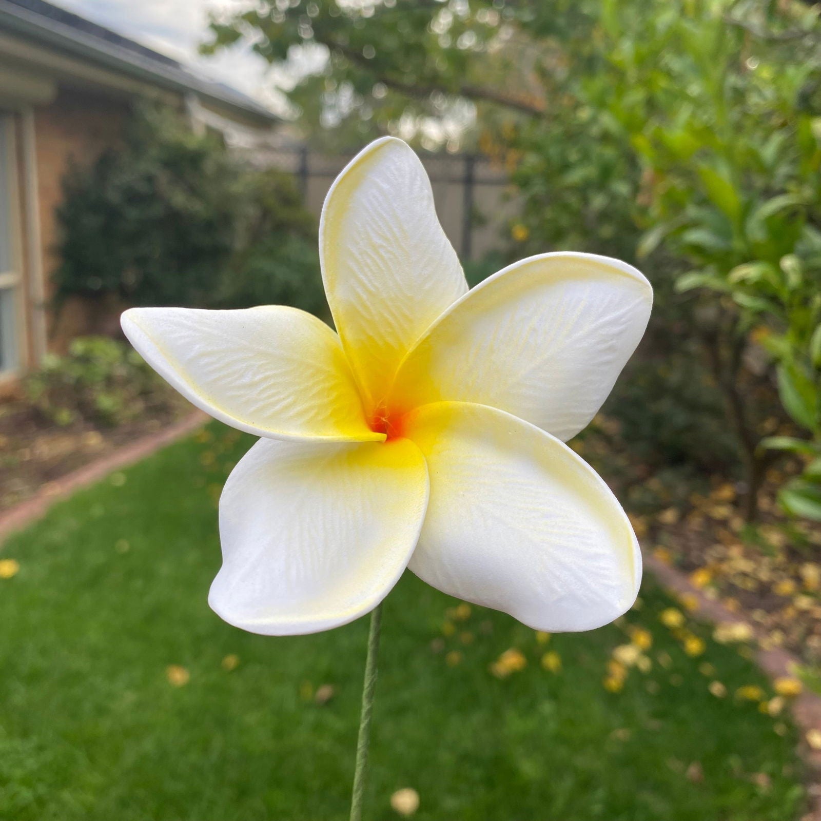 Frangipani Gradient Sei Flowers 8cm Plumeria – Island Aesthetica