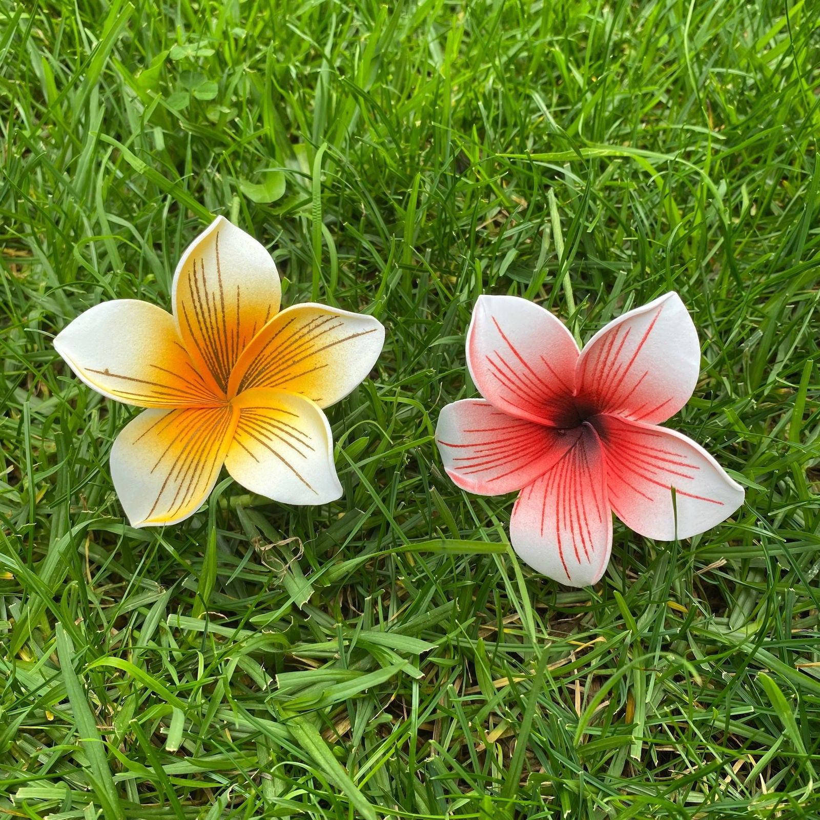 Gradient Frangipani Plumeria Stripes Polynesian Sei Flowers – Island Aesthetica
