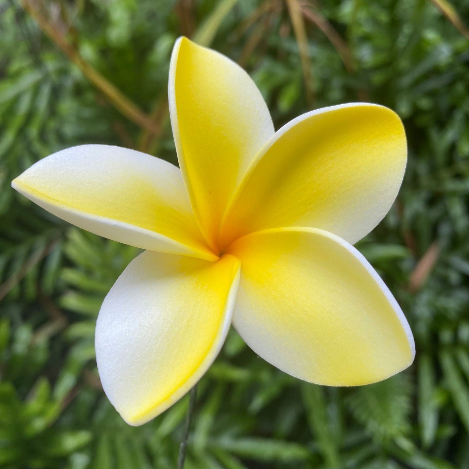 Island Aesthetica Polynesian Accessories Sei Flowers