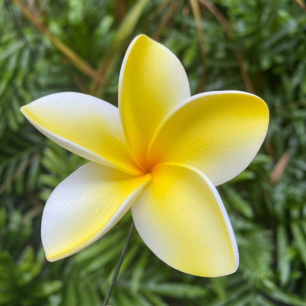 Island Aesthetica Polynesian Accessories Sei Flowers