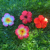 Island Aesthetica Polynesian Accessories Sei Flowers