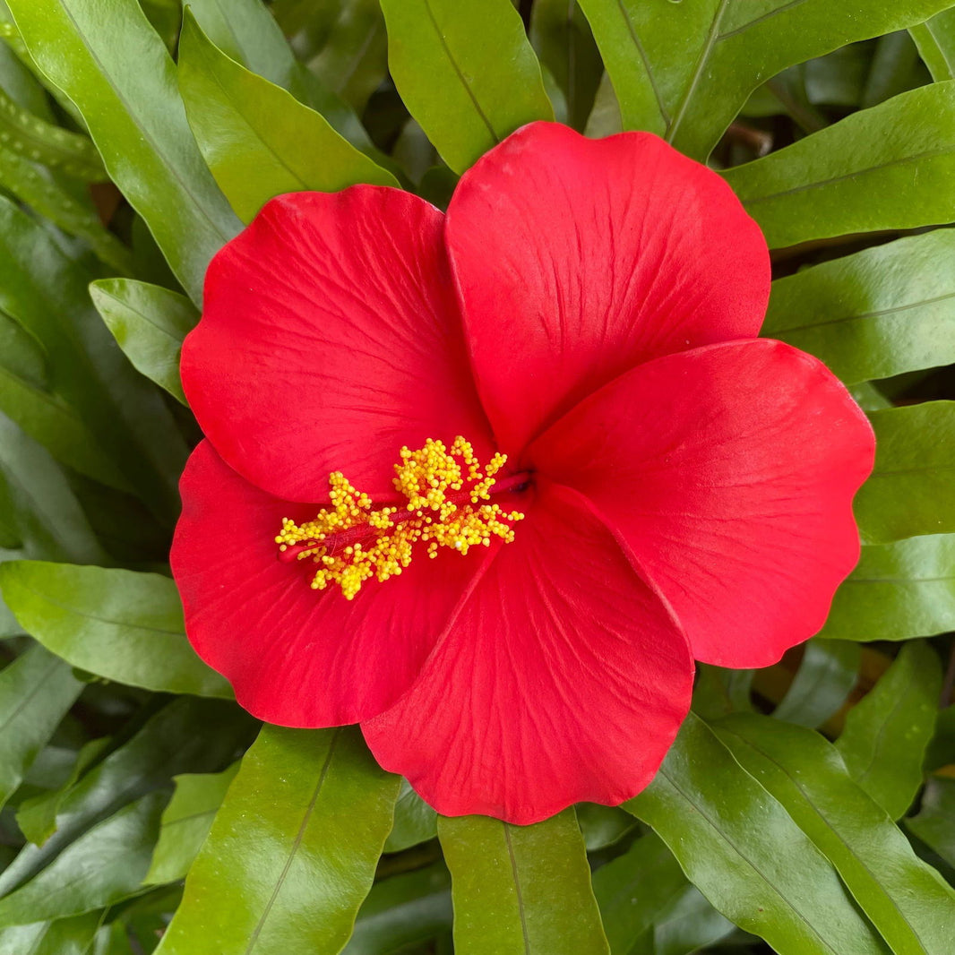 Island Aesthetica Polynesian Accessories Sei Flowers